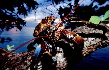 Coconut Robber Crab Birgus Latro Editorial Stock Photo - Stock Image ...
