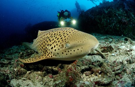 Model Released Leopard Shark Scuba Diver Editorial Stock Photo - Stock ...