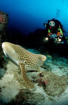 Model Released Leopard Shark Scuba Diver Editorial Stock Photo - Stock ...