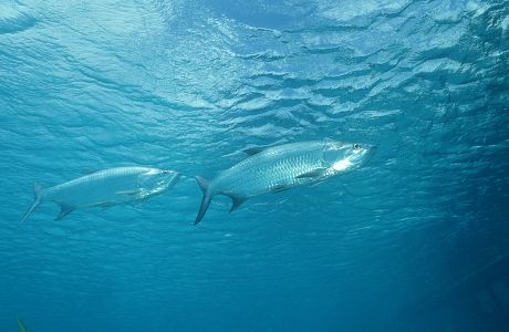 Tarpon Tarpons Megalops Atlanticus Editorial Stock Photo - Stock Image ...