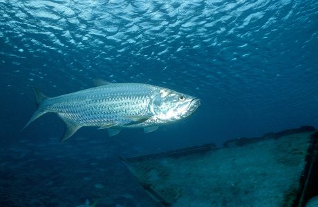 Tarpon Tarpons Megalops Atlanticus Editorial Stock Photo - Stock Image ...