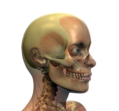11 Cephalic Stock Pictures, Editorial Images and Stock Photos ...