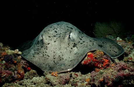 25 Black spotted stingray Stock Pictures, Editorial Images and Stock ...