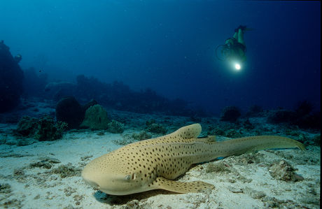 58 Leopard shark Stock Pictures, Editorial Images and Stock Photos ...