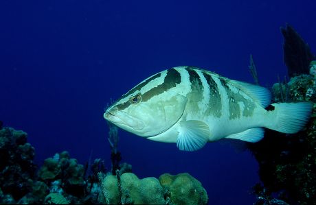 12 Caribbean groupers Stock Pictures, Editorial Images and Stock Photos ...