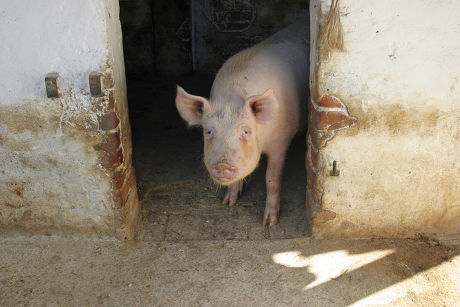 63 Piggery Stock Pictures, Editorial Images and Stock Photos | Shutterstock