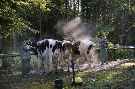 49 Cleaning cows Stock Pictures, Editorial Images and Stock Photos ...