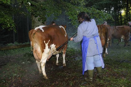 49 Cleaning cows Stock Pictures, Editorial Images and Stock Photos ...