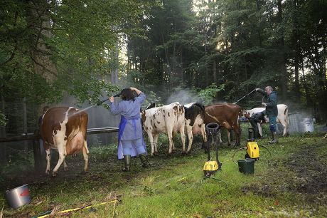 49 Cleaning cows Stock Pictures, Editorial Images and Stock Photos ...