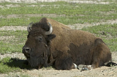 Bison Bison Bison Sand Bath Yellowstone Editorial Stock Photo - Stock ...