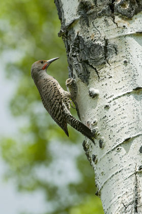 Common Flicker Northern Flicker Colaptes Auratus Editorial Stock Photo ...