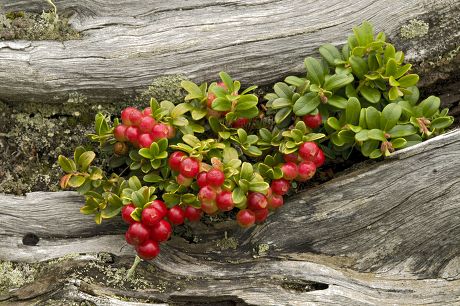 44 Foxberry Stock Pictures, Editorial Images and Stock Photos ...