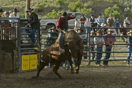 11 Cowboys riding bulls Stock Pictures, Editorial Images and Stock ...