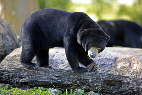 9 Bear balancing Stock Pictures, Editorial Images and Stock Photos ...