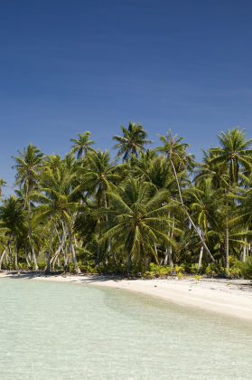 Beach Fakarava Havaikiteararo Havaii Farea Atoll Editorial Stock Photo ...