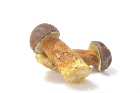 90 Ceps Stock Pictures, Editorial Images and Stock Photos | Shutterstock