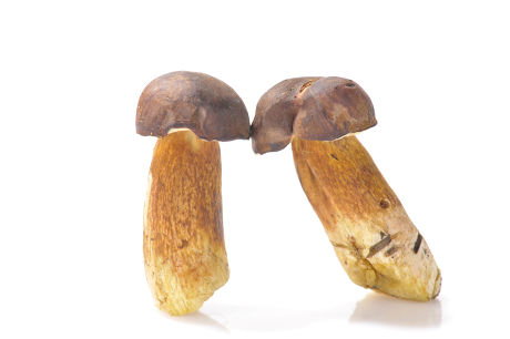 90 Ceps Stock Pictures, Editorial Images and Stock Photos | Shutterstock
