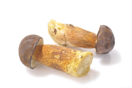 90 Ceps Stock Pictures, Editorial Images and Stock Photos | Shutterstock