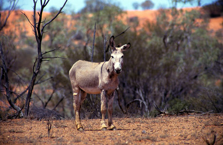 Feral Donkey Editorial Stock Photo - Stock Image | Shutterstock