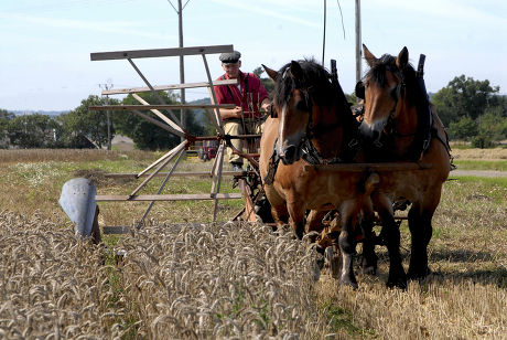 Nostalgic Harvest Selfbinder Horses Slimminge Sweden Editorial Stock ...