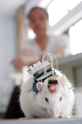 White Mouse Microelectrode On Head Subject Editorial Stock Photo ...