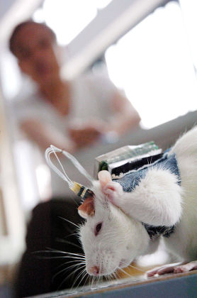 White Mouse Microelectrode On Head Subject Editorial Stock Photo ...
