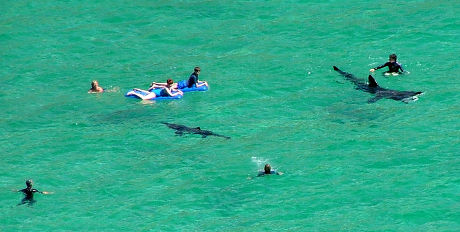 Bathers Swimming Basking Shark Baby Editorial Stock Photo - Stock Image ...