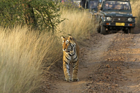 Tiger Panthera Tigris Walking Front Tourist Editorial Stock Photo ...