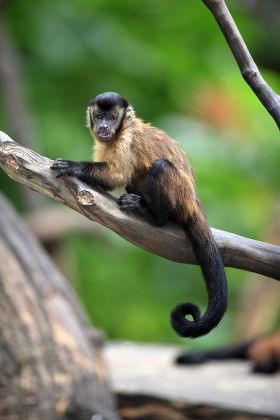 Weeper Capuchin Cebus Olivaceus Adult Tree Editorial Stock Photo ...