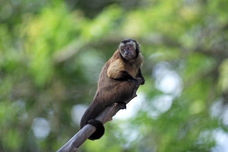 Weeper Capuchin Cebus Olivaceus Adult Tree Editorial Stock Photo ...
