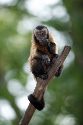 Weeper Capuchin Cebus Olivaceus Adult Eating Editorial Stock Photo ...