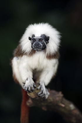 Cottontop Tamarin Saguinus Oedipus Adult Tree Editorial Stock Photo ...