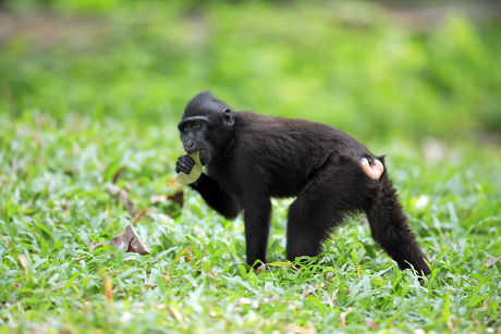 11 Monkey bites Stock Pictures, Editorial Images and Stock Photos ...