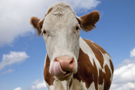5 Cow poke Stock Pictures, Editorial Images and Stock Photos | Shutterstock