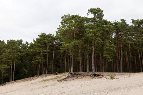 59 Rootstock Stock Pictures, Editorial Images and Stock Photos ...