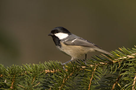 Coal Tit Periparus Ater Editorial Stock Photo - Stock Image | Shutterstock