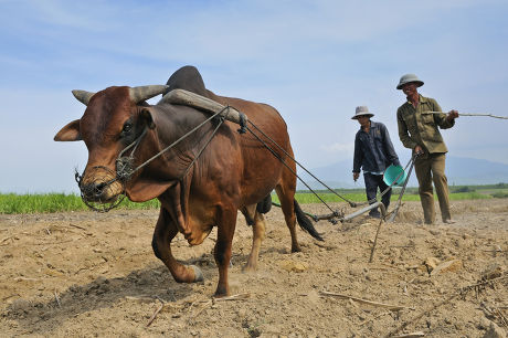 30 Cane cart Stock Pictures, Editorial Images and Stock Photos ...