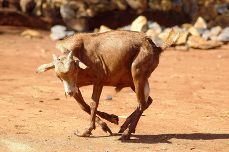 Mr Boniface Ndura Kitale Nature Conservancy Editorial Stock Photo ...