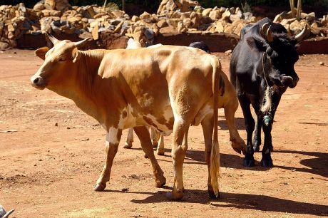 Mr Boniface Ndura Kitale Nature Conservancy Editorial Stock Photo ...