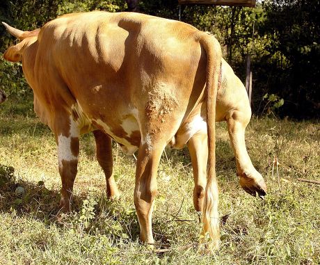 74 Cow legs Stock Pictures, Editorial Images and Stock Photos ...