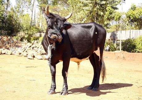 __COUNT__ imágenes de KITALE NATURE CONSERVANCY, HOME FOR MUTANT ...