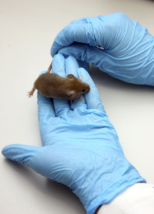 Mouse Bred Experimental Purposes Centre Medical Editorial Stock Photo ...