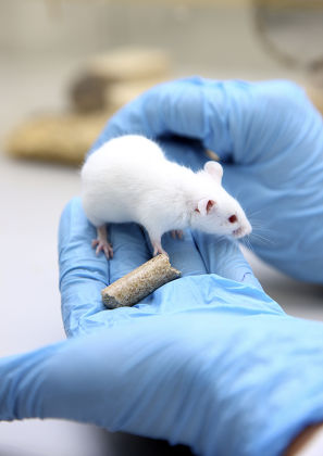 Mouse Bred Experimental Purposes Centre Medical Editorial Stock Photo ...