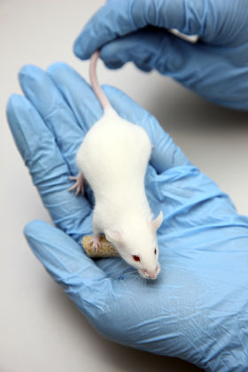 Mouse Bred Experimental Purposes Centre Medical Editorial Stock Photo ...