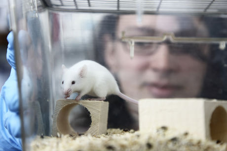 Mouse Bred Experimental Purposes Centre Medical Editorial Stock Photo ...