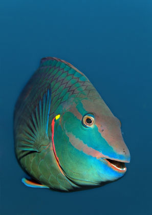 Redband Parrotfish Sparisoma Aurofrenatum Swimming Blue Editorial Stock ...