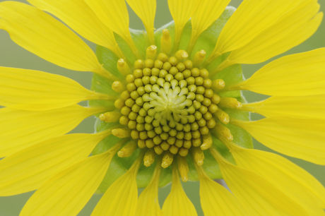 Crownbeard Verbesina Sp Blooming Fennessey Ranch Editorial Stock Photo ...