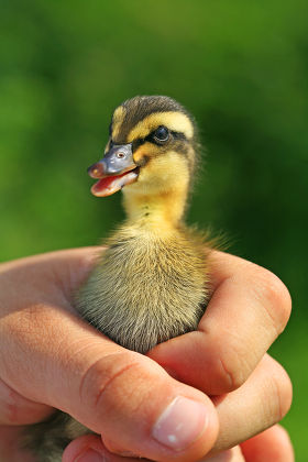 250 Holding a duck Stock Pictures, Editorial Images and Stock Photos ...