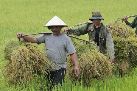 250 Asian rice hat Stock Pictures, Editorial Images and Stock Photos ...