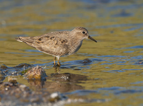 Temmincks Stint Calidris Temminckii Editorial Stock Photo - Stock Image ...